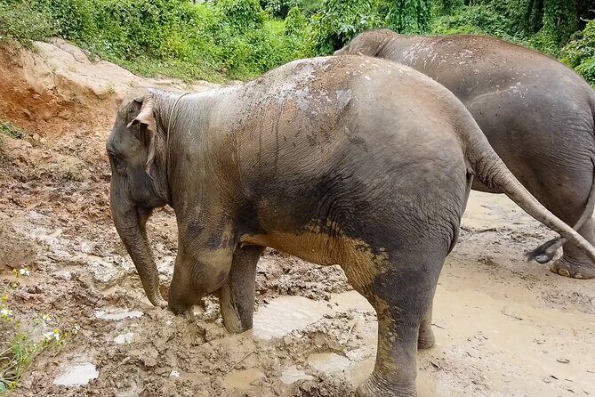 Half Day: Elephant Village Sanctuary - The Itinerary in Detail