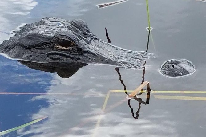 Half-day Everglades National Park Tour and 1-Hour Air Boat Ride - Practicalities and Value