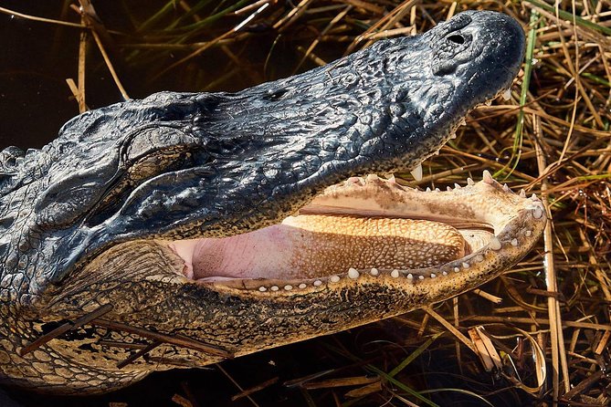 Half-day Everglades National Park Tour and 1-Hour Air Boat Ride - Who Should Consider This Tour?