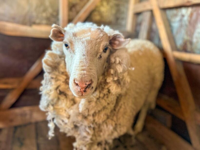 Half-Day Excursion at Estancia 25 de Mayo Field Afternoon - An In-Depth Look at the Tour