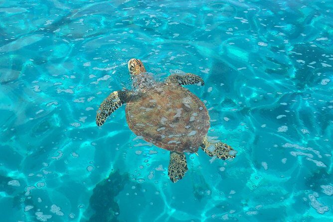 Half day Excursion, Drift Snorkeling Lagoon Adventure. 3H - The Experience at a Glance