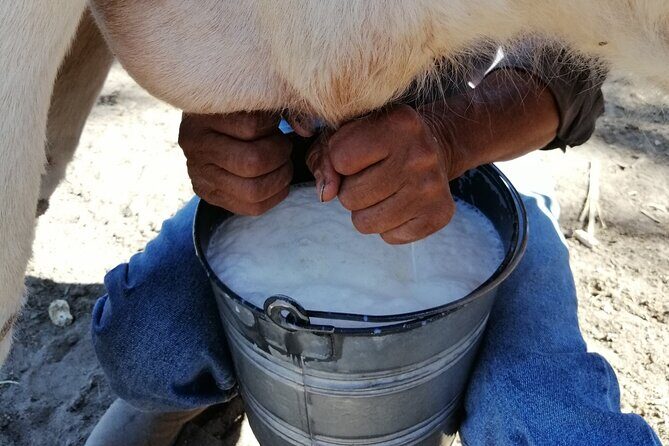 Half Day Excursion - Horseback Riding Adventure in SMA - Why This Tour Offers Great Value