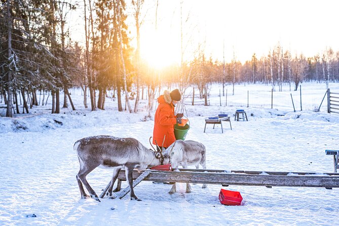 Half-Day Experience in Local Reindeer Farm in Lapland - Transportation and Meeting Point Details