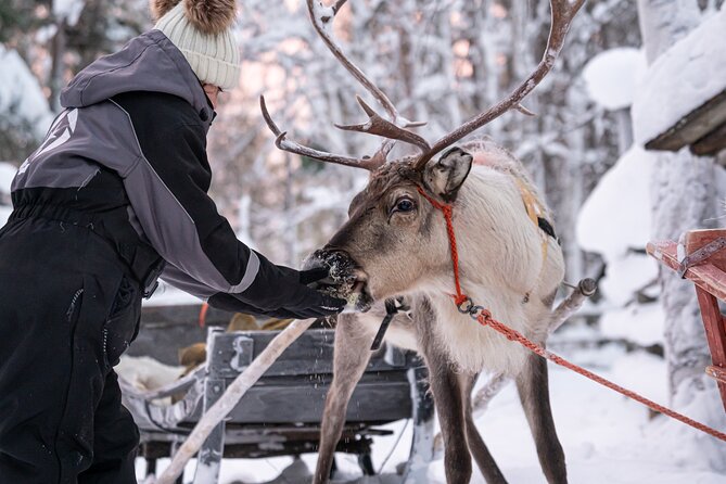 Half-Day Experience in Local Reindeer Farm in Lapland - Feedback and Reviews From Participants