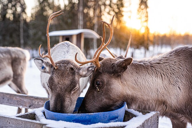 Half-Day Experience in Local Reindeer Farm in Lapland - Accessibility and Amenities Provided