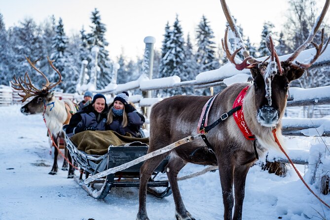 Half-Day Experience in Local Reindeer Farm in Lapland - Insights Into Reindeer Life and Local Culture