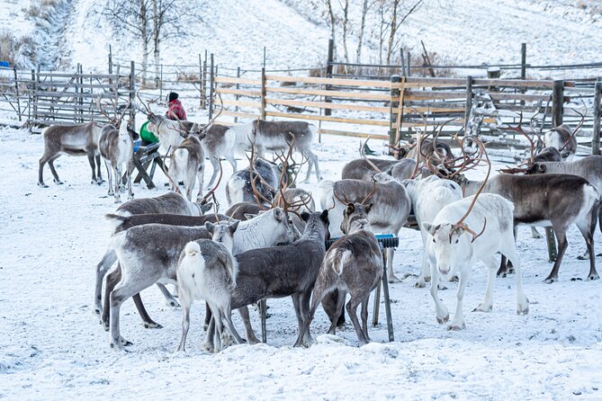 Half-Day Experience in Local Reindeer Farm in Lapland - Highlights of the Cozy and Animal-Friendly Environment