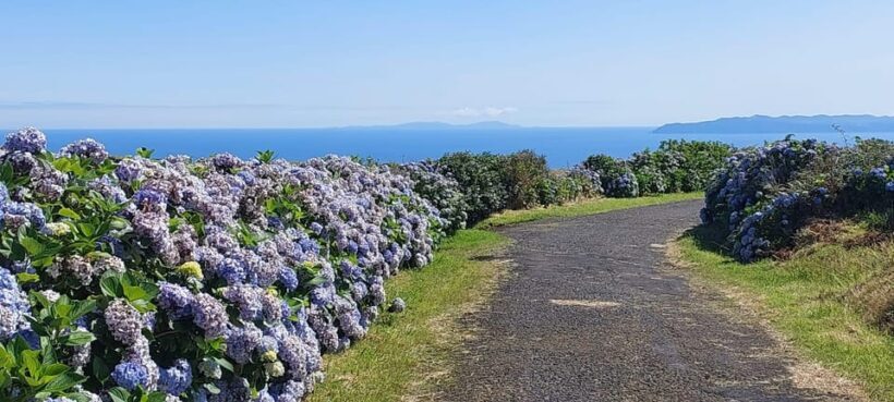 Half Day Faial Island Tour - An In-Depth Look at the Faial Island Tour