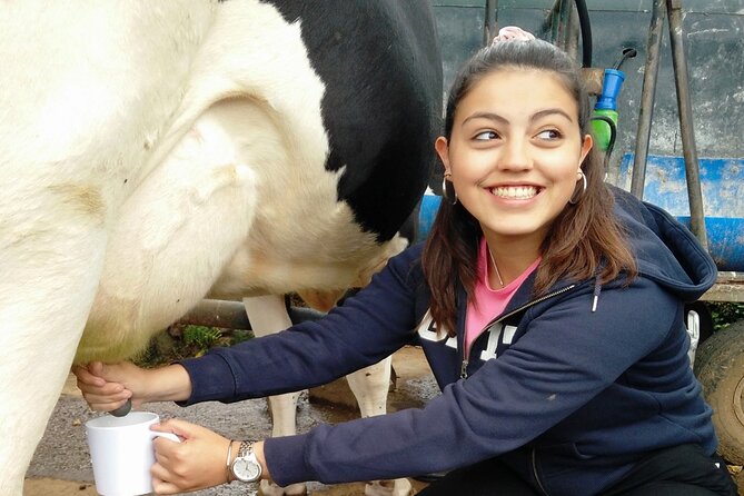 Half-Day Farm Visit and Cow Milking Experience - Transportation and Logistics