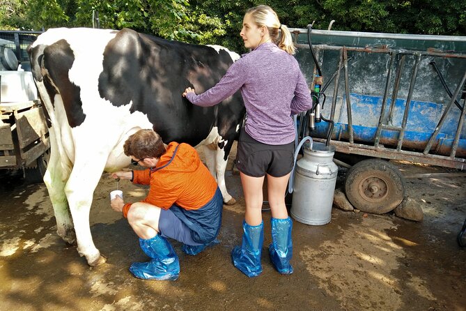 Half-Day Farm Visit and Cow Milking Experience - Hands-on Activities: Cow Milking and Herding