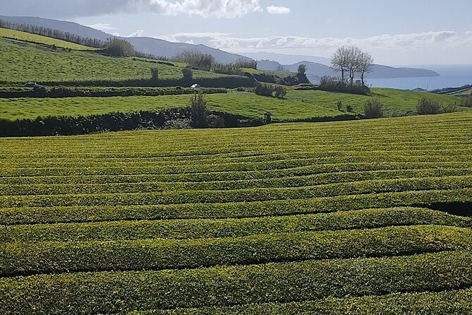 Half Day Fire Lake and Pineapple Farm Tour in Sao Miguel with Tea - Final Thoughts