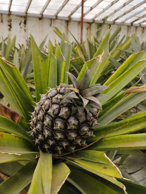 Half Day Fire Lake, Pineapple & Tea by SUV - FAQ