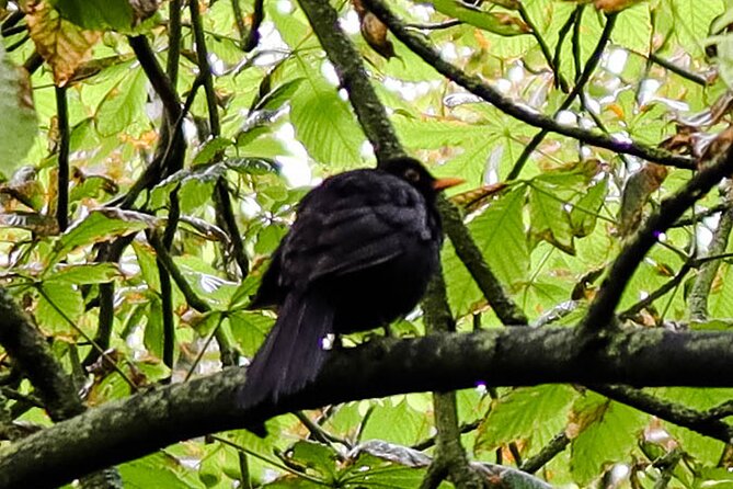 Half-day Forest Bathing and Yoga in Brightons Woodlands - Accessibility and Fitness Level