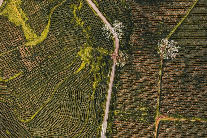 Half day Gorreana - Pedestrian Walk and Tea Tasting (Min. 2 persons) - Conclusions: Who Will Love This Tour?