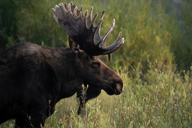 Half-Day Grand Teton Wildlife Safari Private Tour - Wildlife and Scenic Highlights