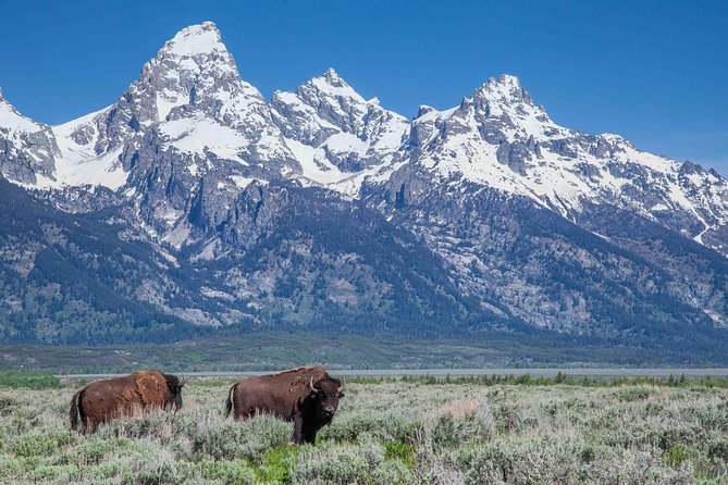 Half-Day Grand Teton Wildlife Safari Private Tour - Frequently Asked Questions (FAQs)