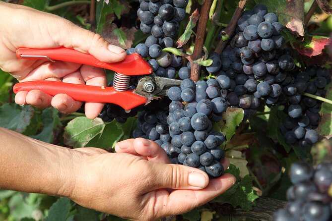 Half Day Grape Harvest Experience with Tasting in Epernay - Practical Information and Logistics