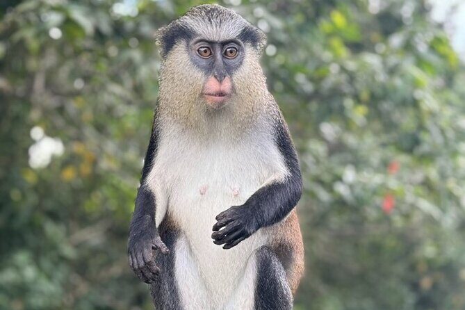 Half-Day Grenada Tour With Easy - Key Points