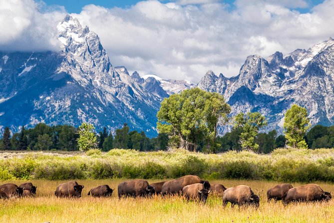 Half Day Group Sunrise Wildlife Safari - Key Points