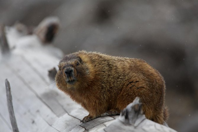 Half Day Group Sunrise Wildlife Safari - Sightings and Spotting Experiences