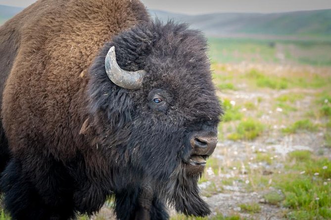Half Day Group Sunset Wildlife Safari - Participant Feedback and Experiences
