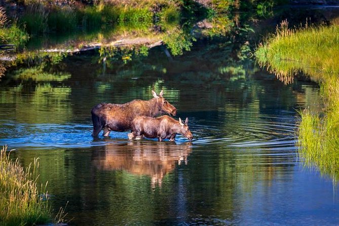 Half Day Group Sunset Wildlife Safari - Highlights of the Tour