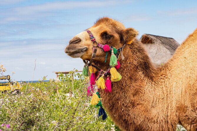 Half Day Guided Camel Safari in Cabo San Lucas - What to Expect from the Tour