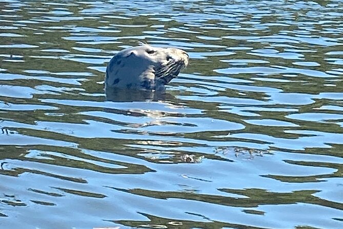 Half Day Guided Canoe Trip in Totnes - Policies and Pricing
