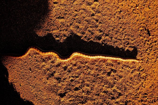 Half-Day Guided Hike in Joshua Tree National Park - Inclusions and Logistics