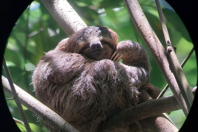Half Day Guided Hiking at Manuel Antonio National Park - Meeting Point and Logistics