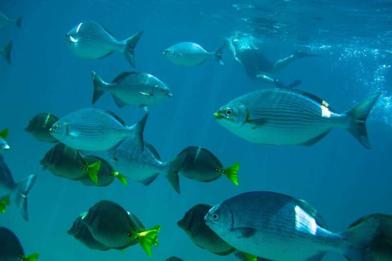 Half Day Guided Snorkel Tour in Los Cabos - Key Points