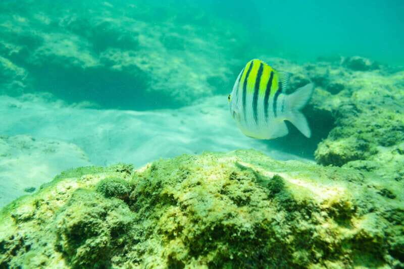 Half Day Guided Snorkel Tour in Los Cabos - What Travelers Say: Authentic Experiences and Honest Feedback