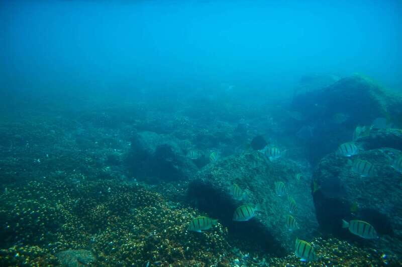 Half Day Guided Snorkel Tour in Los Cabos - FAQ