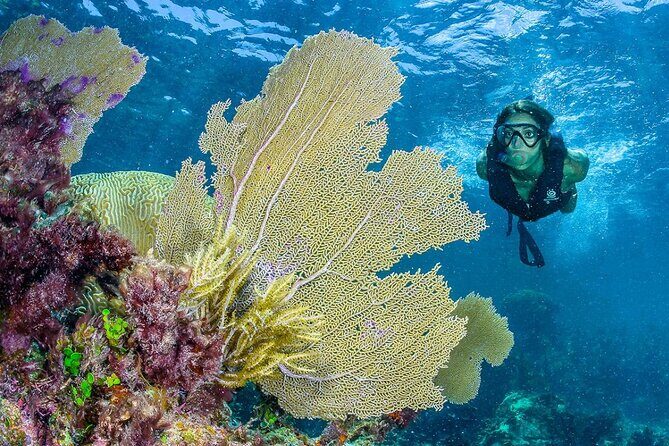 Half Day Guided Snorkeling Adventure Tour from Cancun - Who Should Book This Tour?