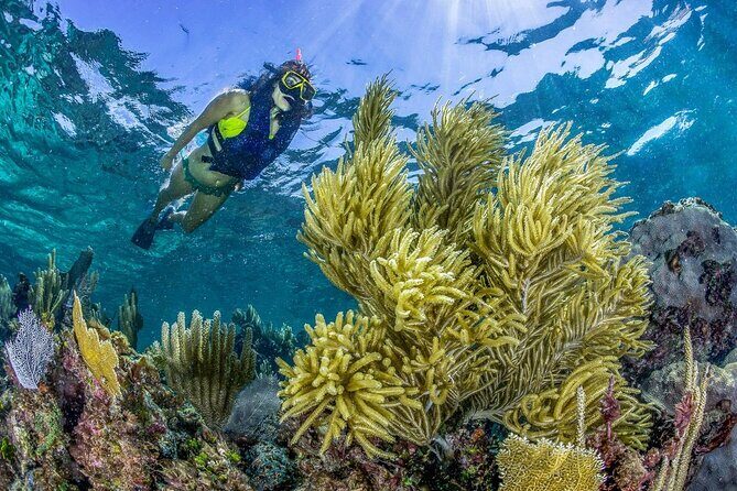 Half Day Guided Snorkeling Adventure Tour from Cancun - The Sum Up