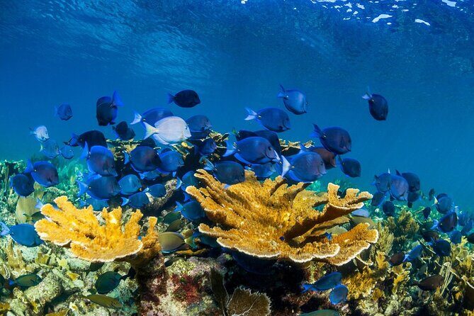 Half Day Guided Snorkeling Adventure Tour from Cancun - FAQ