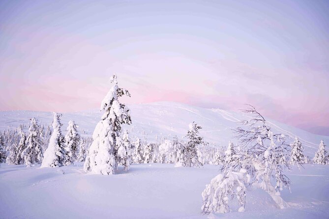 Half Day Guided Tour in the Wilderness of Levi - Analyzing the Price and Value