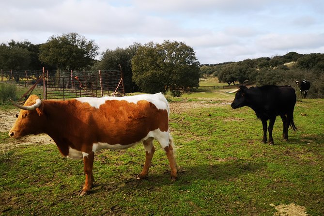 Half-Day Guided Tour to a bull farm in Madrid - Who Will Enjoy This Tour?