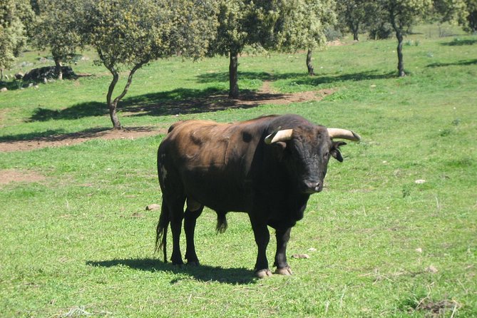 Half-Day Guided Tour to a bull farm in Madrid - FAQ