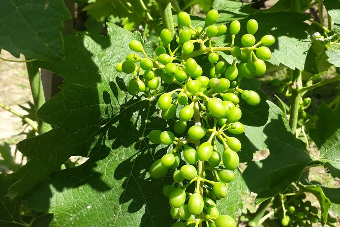Half-Day Guided Tour With Tasting of Beaujolais Wines - Discovering the Unique Wines