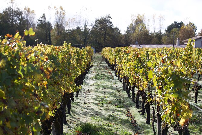 Half-Day Guided Wine Tasting Tour in Bordeaux Vineyards - Savor the Flavors of Bordeaux