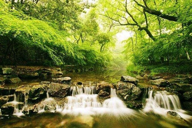 Half-Day Hangzhou Nature Explore with Green Tea Village and Yunxi Bamboo Forest - Final Thoughts