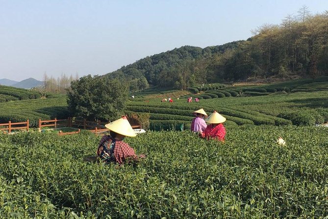 Half-Day Hangzhou Yunxi Bamboo Forest and Tea Plantation Experience - What Could Be Improved