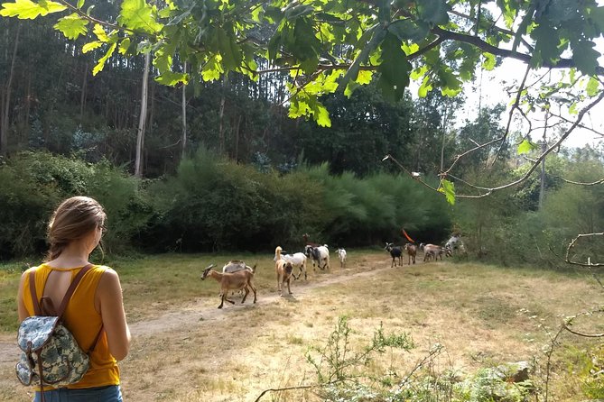 Half-Day Hike & Picnic With Dog Love in Portos Mountains - Picnic and Culinary Delights