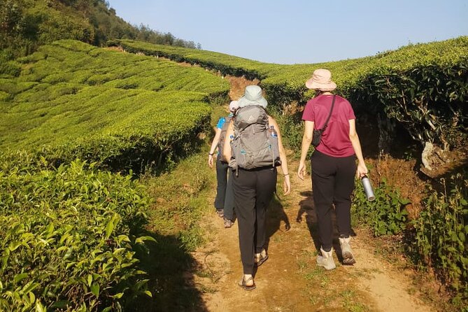 Half Day Hiking in Munnar Trekking Tour - The Itinerary Breakdown