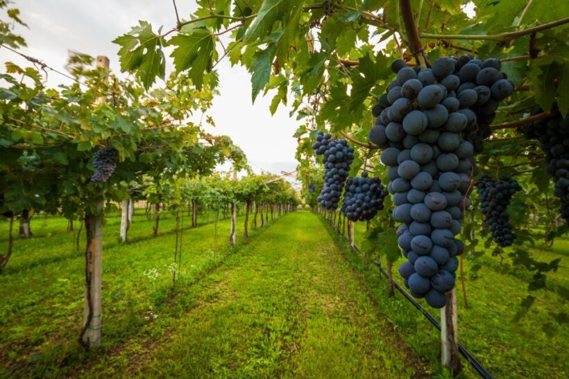 Half-day Hills Experience to San Gimignano with Pic Nic Wine - A Scenic Journey into Tuscany’s Heart
