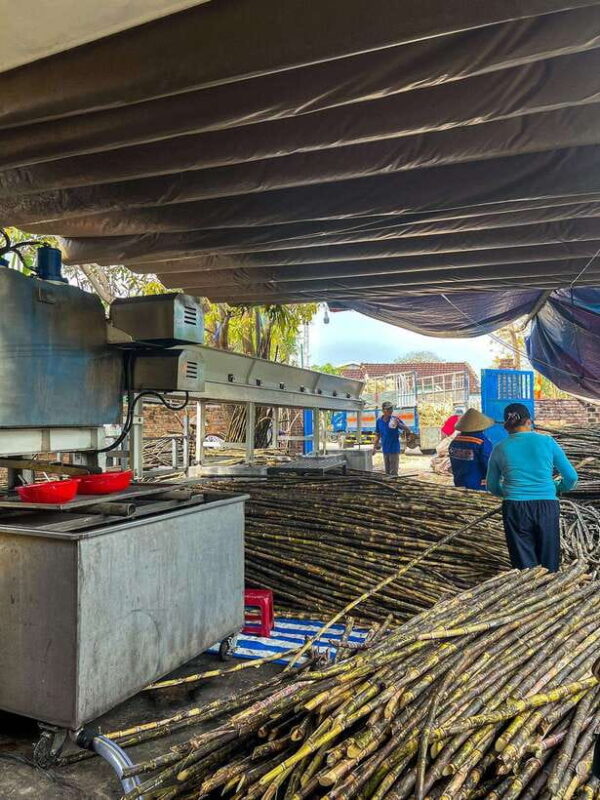 Half-day Hoi An Scenic River Cruise And Village Exploration - The Sum Up: A worthwhile glimpse into rural Vietnam