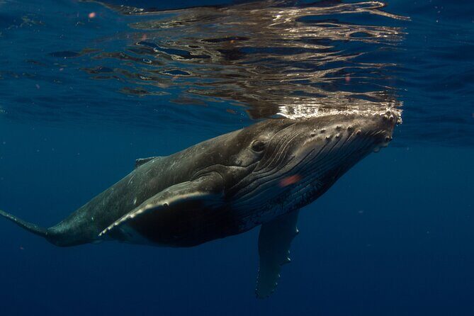 Half-Day Humpback Whales Encounter in Moorea - An In-Depth Look at the Moorea Whale Encounter