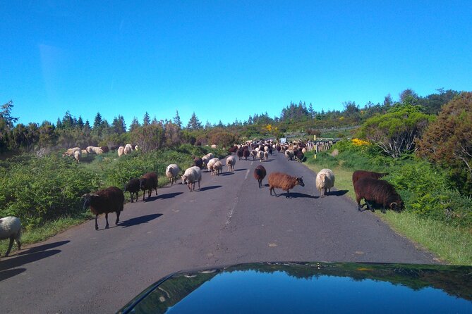 Half Day Jeep Safari Tour at Pico Areeiro and Santo da Serra - FAQ