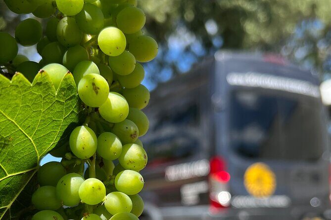 Half Day Join in Group Wine Tasting Tour - Reviews and Real Traveler Insights